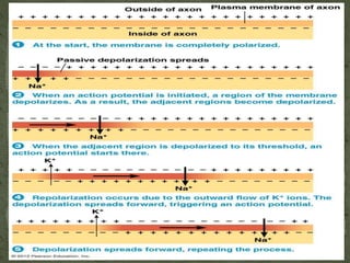 Propagation of action potential | PPTX