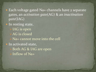 Propagation of action potential | PPTX