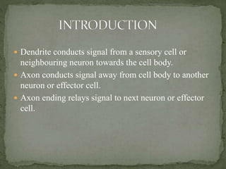 Propagation of action potential | PPTX