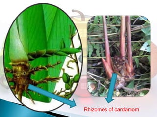 Propagation of cardamom | PPTX