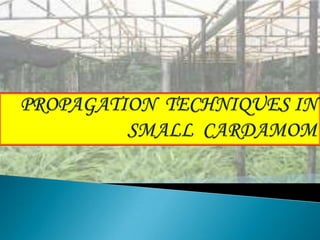 Propagation of cardamom | PPTX