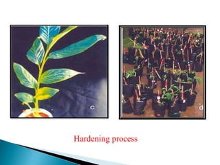 Propagation of cardamom | PPTX