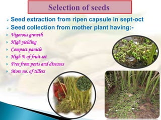 Propagation of cardamom | PPTX