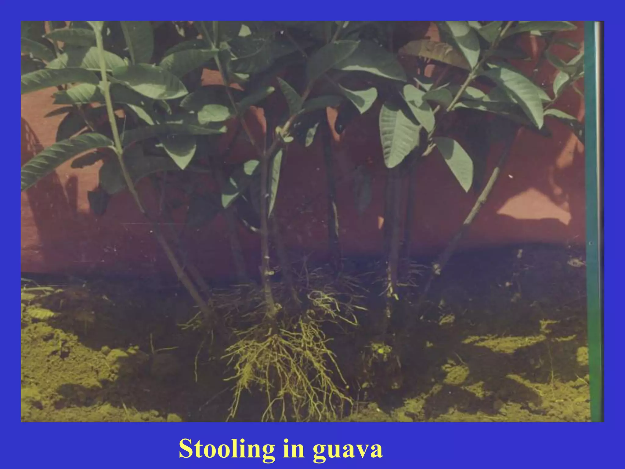 Propagation of fruit plants.ppt