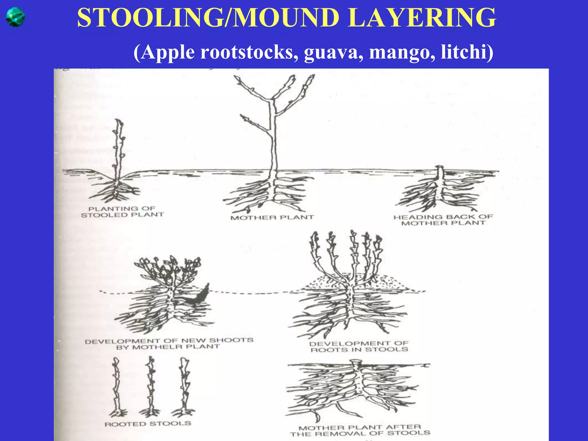 Propagation of fruit plants.ppt