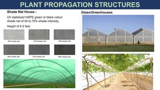 Propagation of Grape and Nursery Dr. P H Nikumbhe.pptx