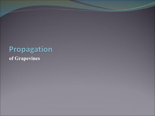 Propagation Of Grapevines | PPT