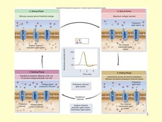 Propagation of nerve impulses | PPTX