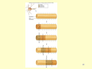 Propagation of nerve impulses | PPTX