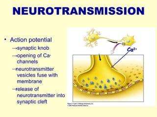 Propagation of nerve impulses | PPTX