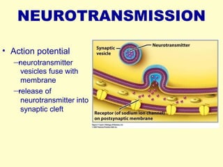 Propagation of nerve impulses | PPTX