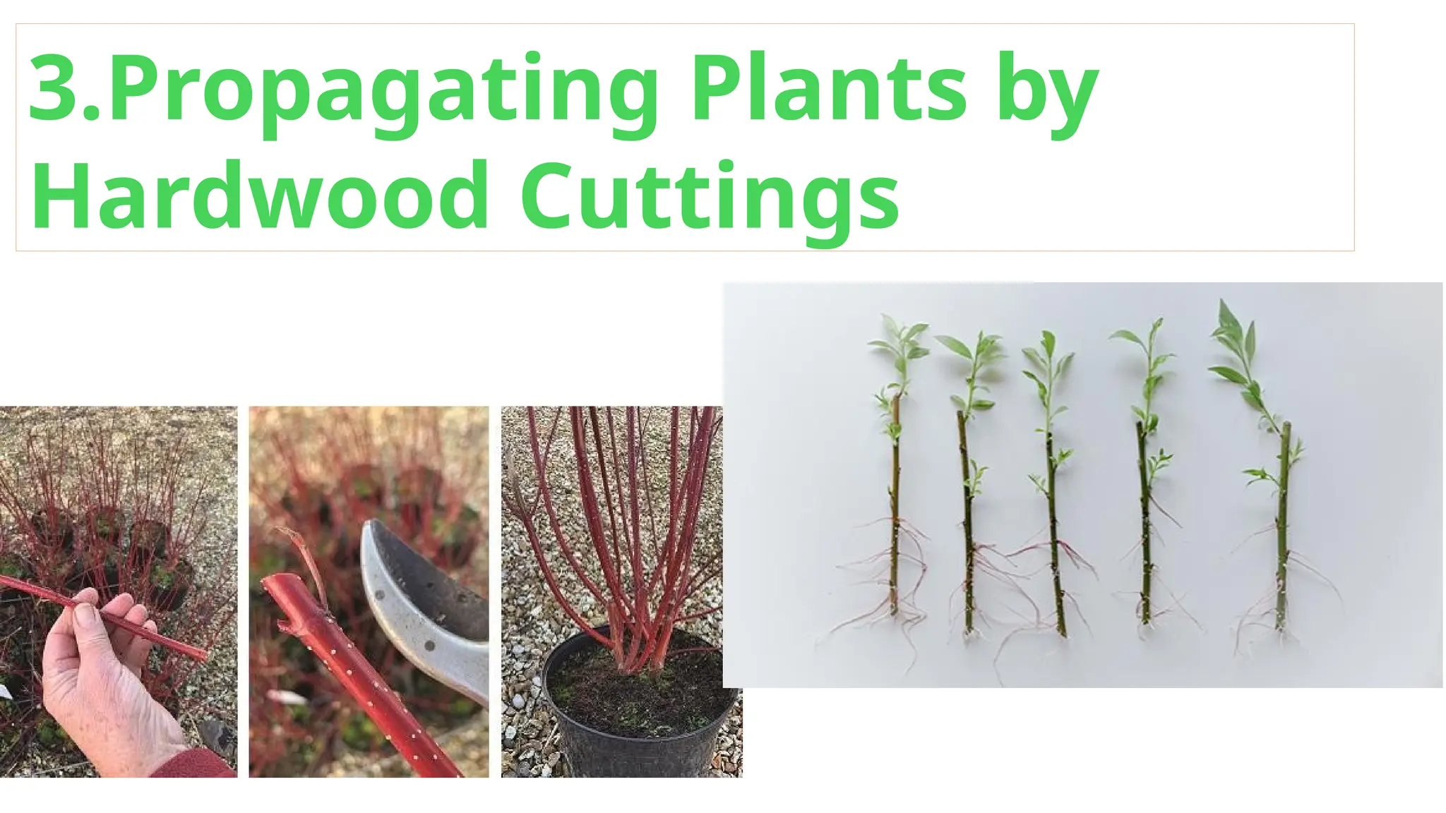 Propagation of ornamental by Rahul .pptx