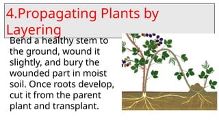 Propagation of ornamental by Rahul .pptx