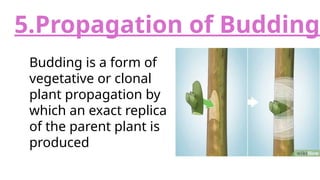 Propagation of ornamental by Rahul .pptx