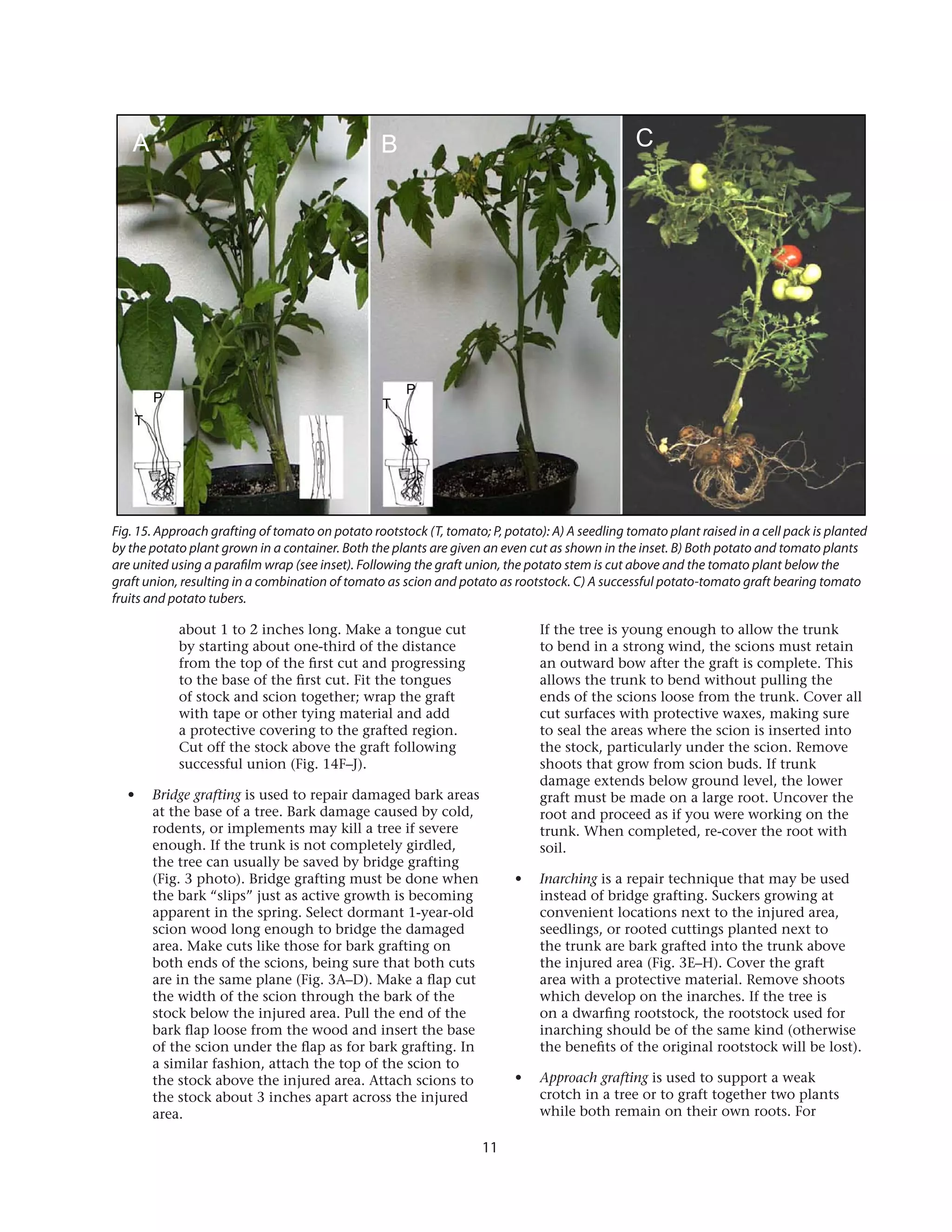 Propagation of plants grafting and budding | PDF