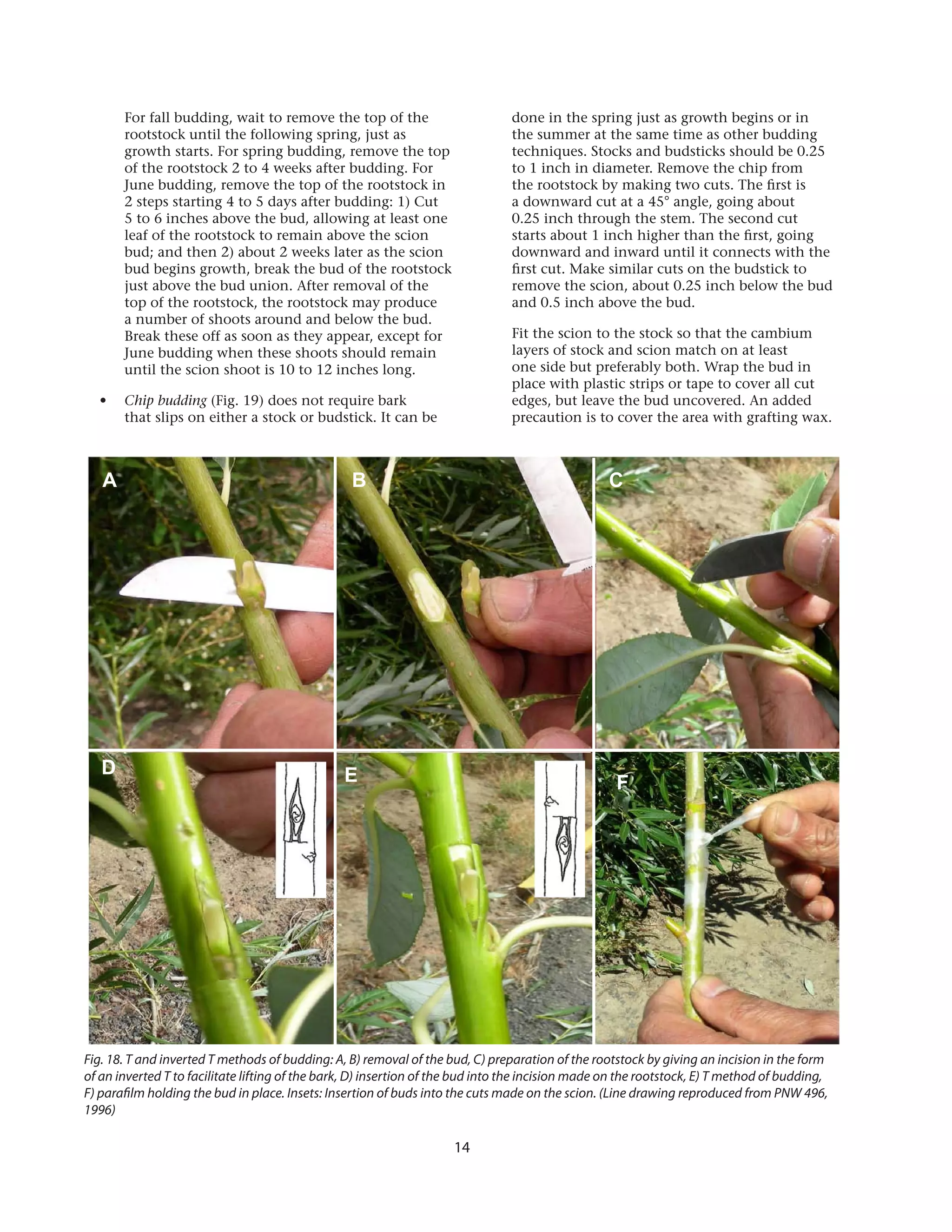 Propagation of plants grafting and budding | PDF