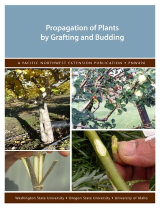 Propagation of plants grafting and budding | PDF