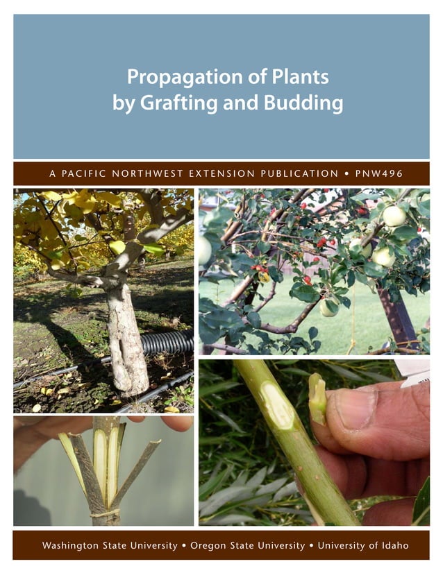 Propagation of plants grafting and budding | PDF