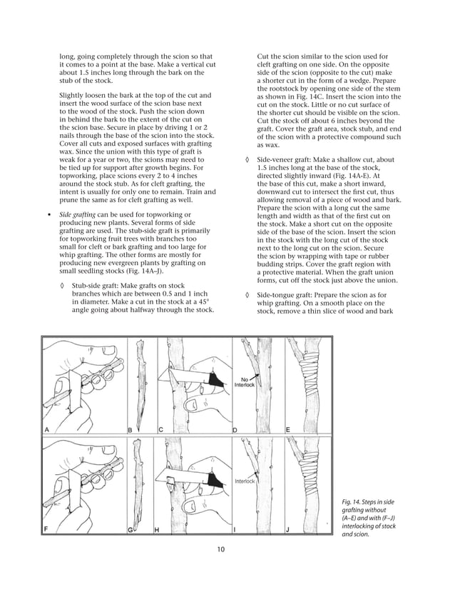 Propagation of plants grafting and budding | PDF