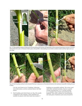 Propagation of plants grafting and budding | PDF