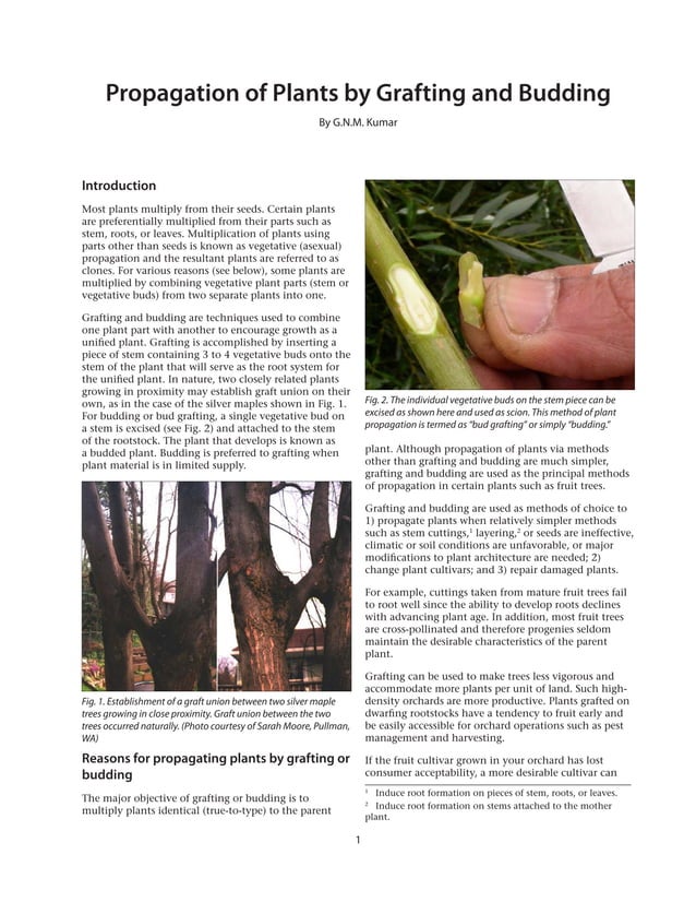 Propagation of plants grafting and budding | PDF
