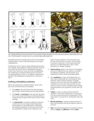 Propagation of plants grafting and budding | PDF