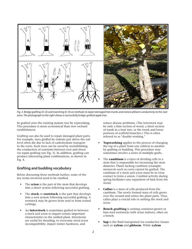 Propagation of plants grafting and budding | PDF
