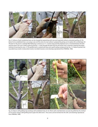 Propagation of plants grafting and budding | PDF