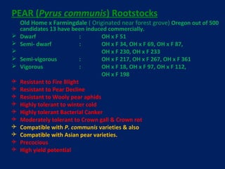 Propagation of rootstocks in temperate fruits final. ROOTSTOCK . WHAT ...