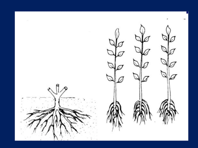 Propagation of rootstocks in temperate fruits final. ROOTSTOCK . WHAT ...