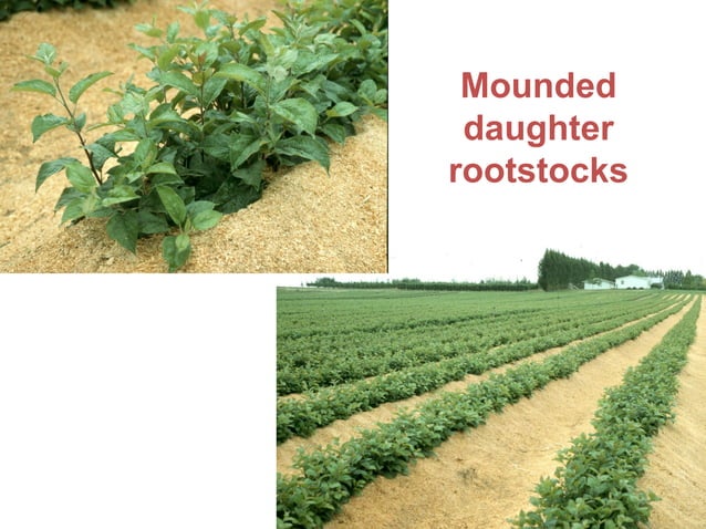 Propagation of rootstocks in temperate fruits final. ROOTSTOCK . WHAT ...