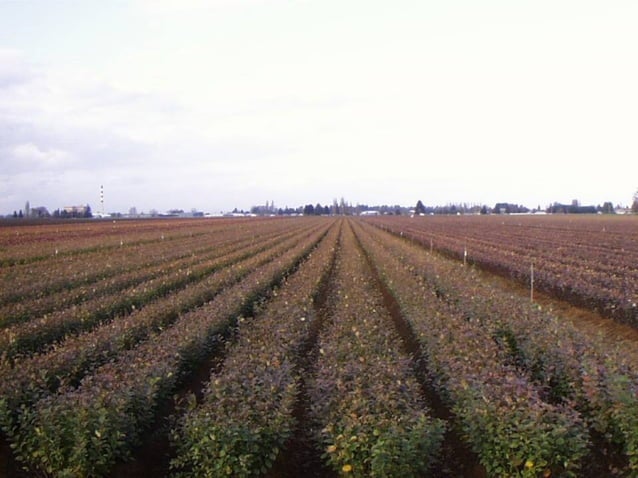 Propagation of rootstocks in temperate fruits final. ROOTSTOCK . WHAT ...