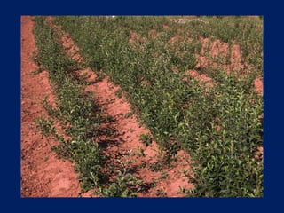 Propagation of rootstocks in temperate fruits final. ROOTSTOCK . WHAT ...