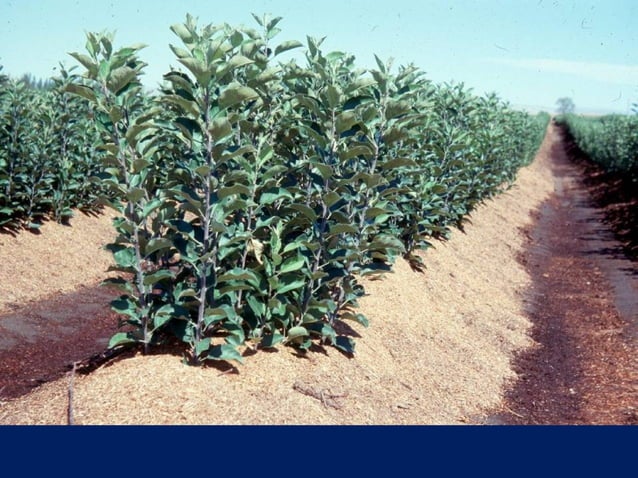 Propagation of rootstocks in temperate fruits final. ROOTSTOCK . WHAT ...