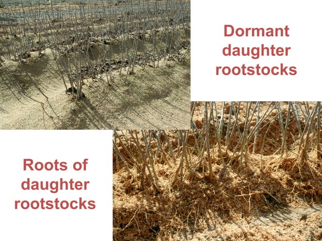 Propagation of rootstocks in temperate fruits final. ROOTSTOCK . WHAT IS ROOTSTOCK. | PPT