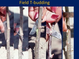 Propagation of rootstocks in temperate fruits final. ROOTSTOCK . WHAT ...