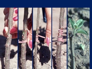Propagation of rootstocks in temperate fruits final. ROOTSTOCK . WHAT ...