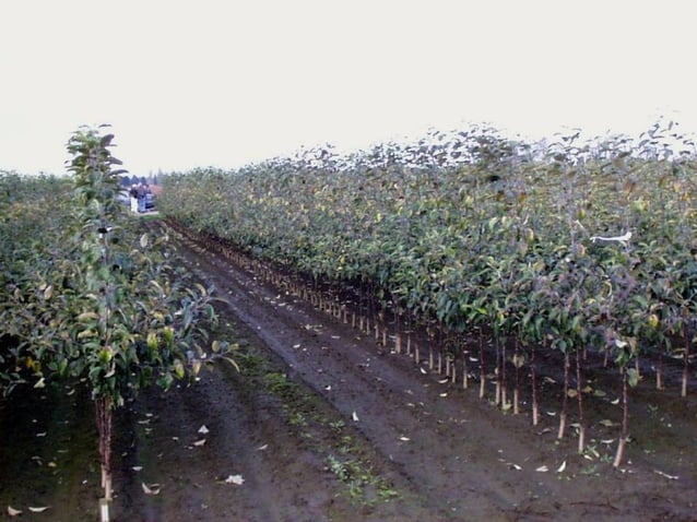 Propagation of rootstocks in temperate fruits final. ROOTSTOCK . WHAT ...