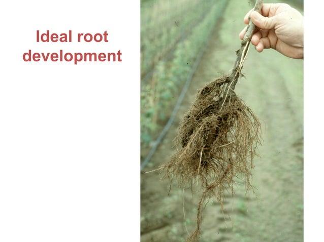 Propagation of rootstocks in temperate fruits final. ROOTSTOCK . WHAT ...