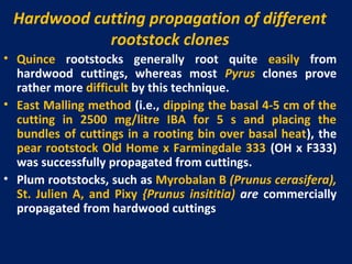 Propagation of rootstocks in temperate fruits final. ROOTSTOCK . WHAT ...
