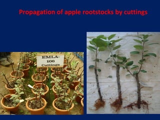 Propagation of rootstocks in temperate fruits final. ROOTSTOCK . WHAT ...