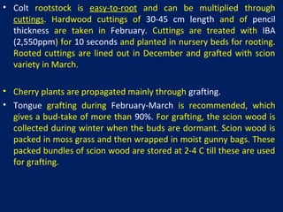 Propagation of rootstocks in temperate fruits final. ROOTSTOCK . WHAT ...