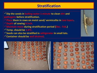 Propagation of rootstocks in temperate fruits final. ROOTSTOCK . WHAT ...