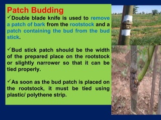 Propagation of rootstocks in temperate fruits final. ROOTSTOCK . WHAT ...