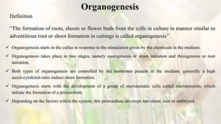 organogenesis, embryogenesis, meristem culture PPT sara.pptx