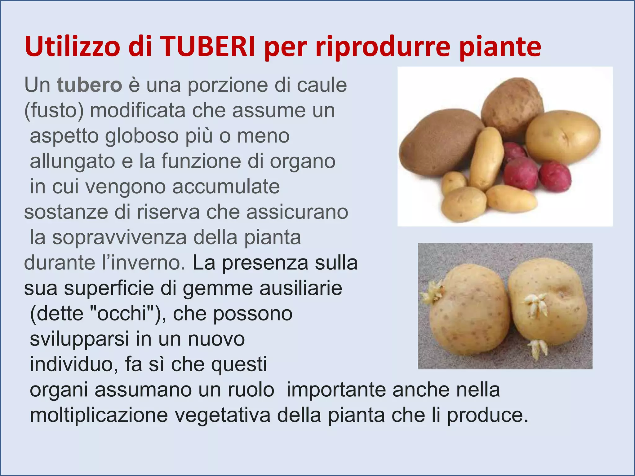 Propagazione piante ppt | PPTX