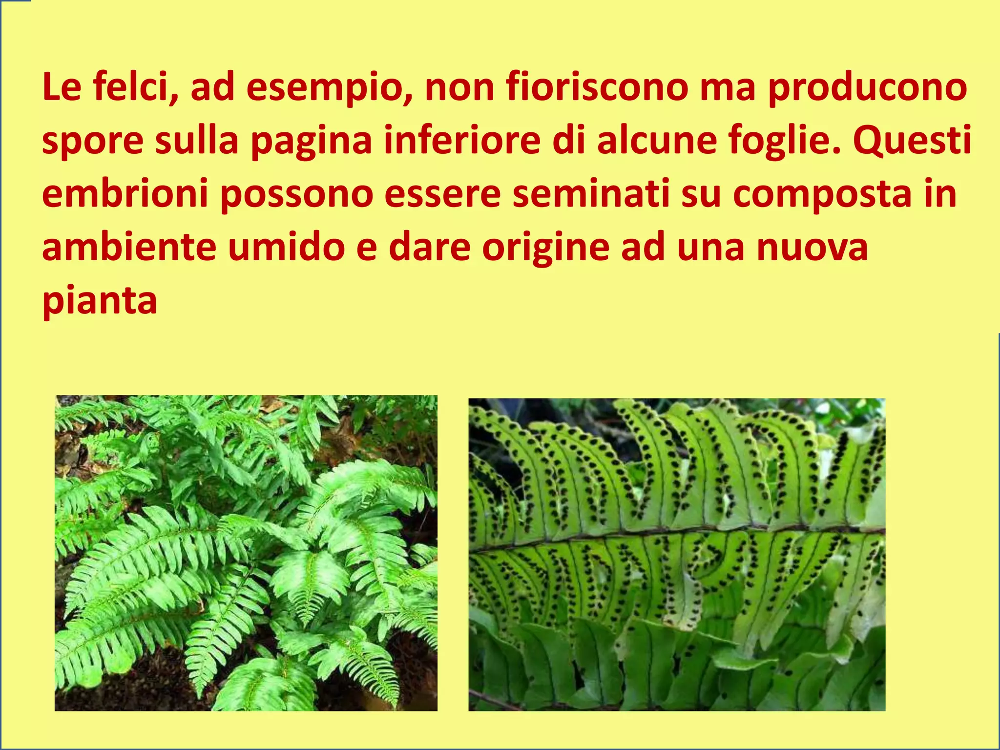 Propagazione piante ppt | PPTX