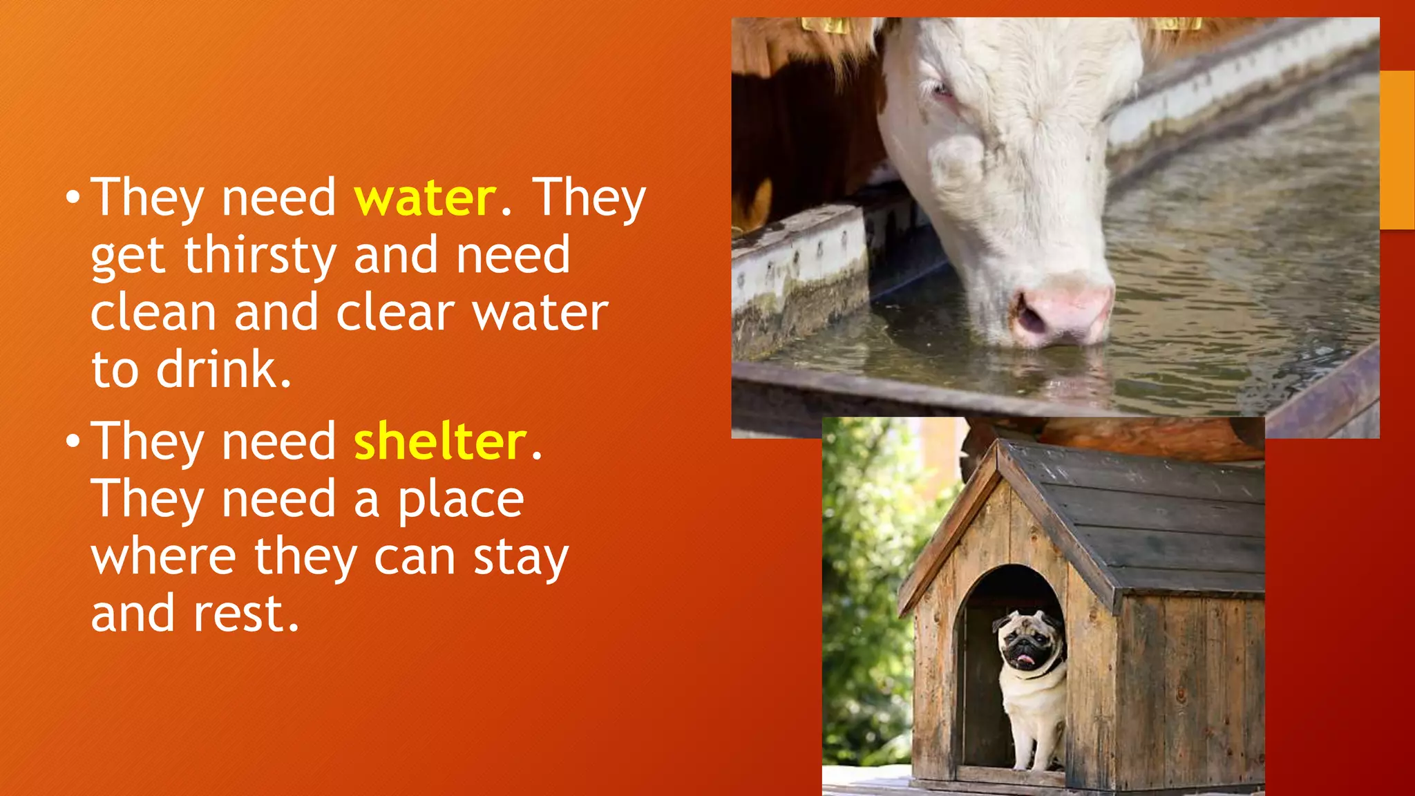 Proper care for animals | PPTX