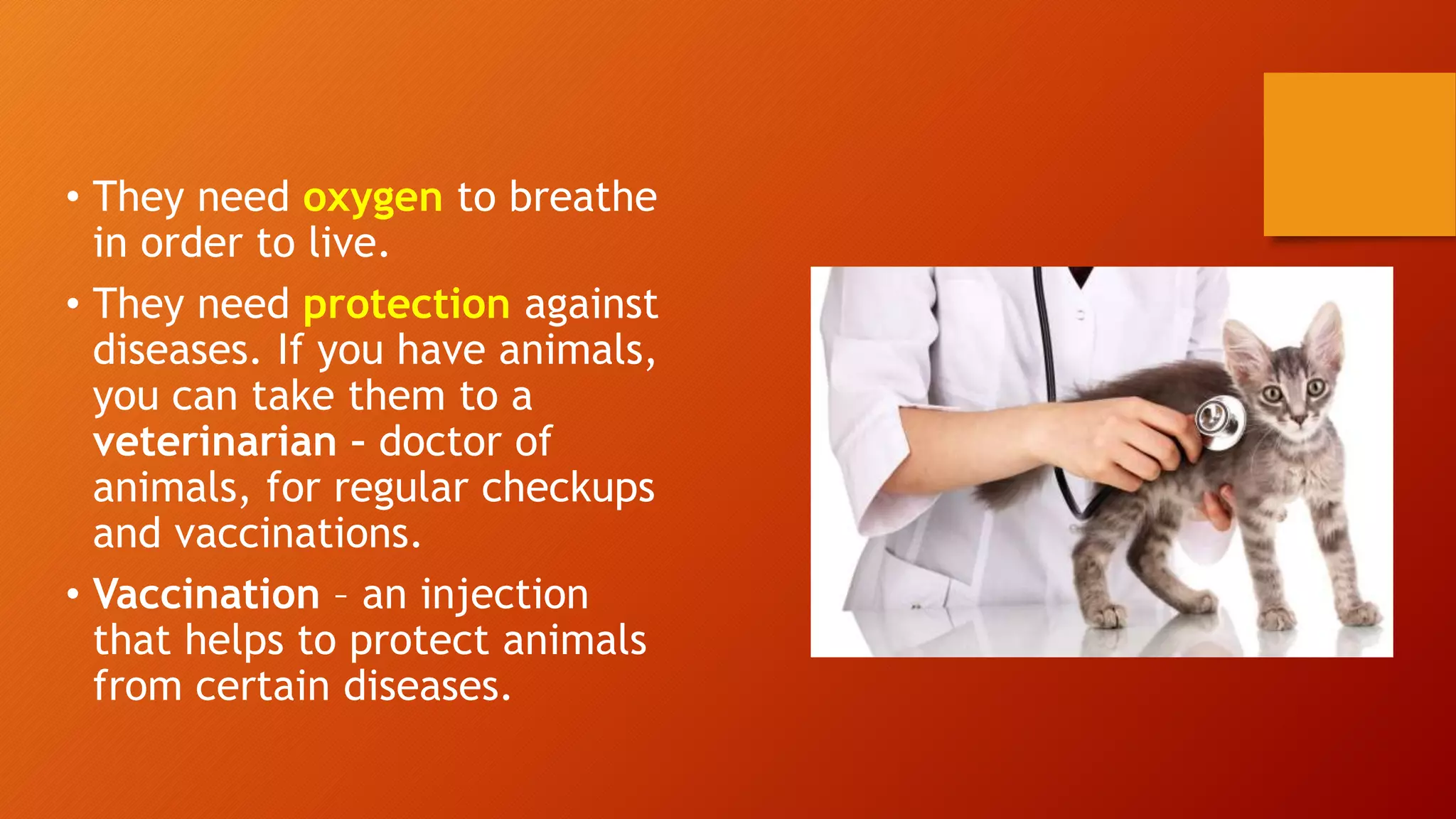 Proper care for animals | PPTX