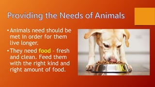 Proper care for animals | PPTX